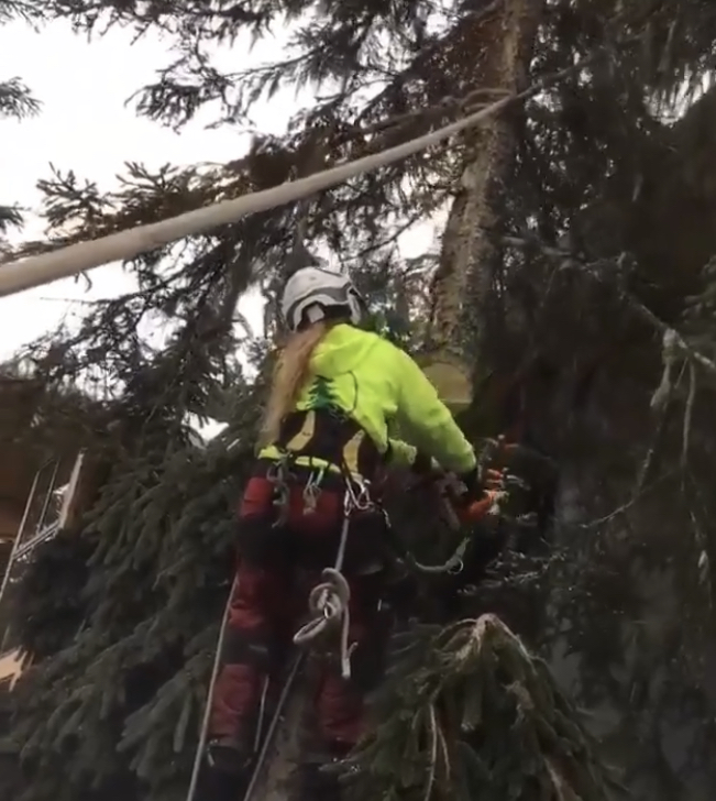 Silverback Treeworks | BC Buy Local